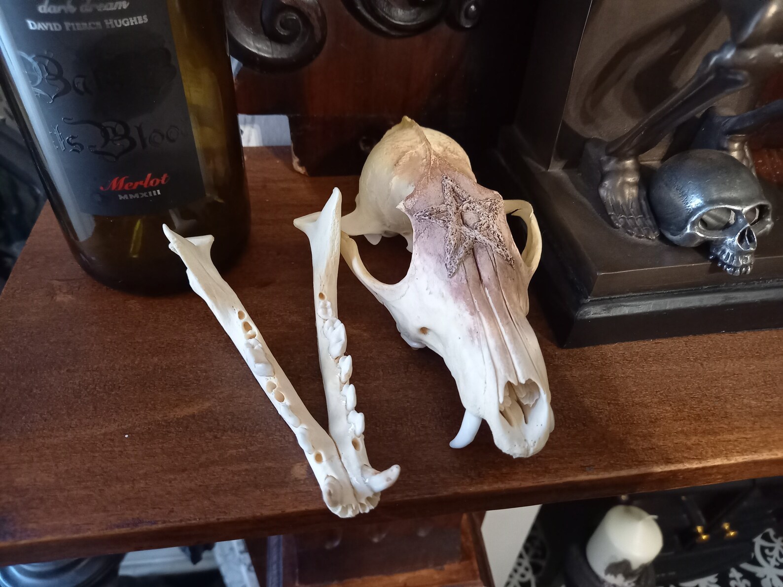 Unique Oddity Curiosity Goth Gothic Witchy Witch Witchcraft - Etsy UK