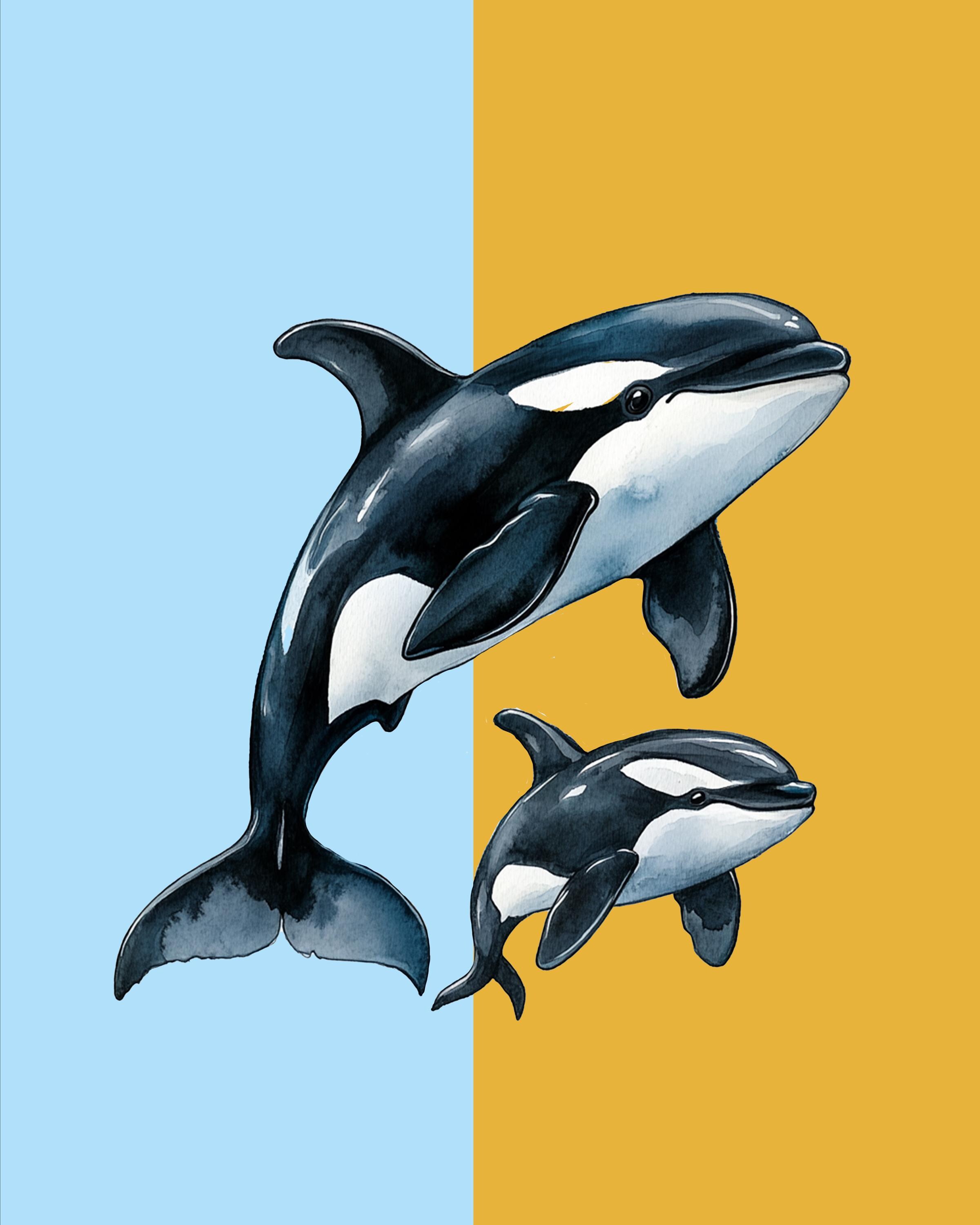 Watercolor Orca Clipart: Mom and Baby Whale PNG (digital Download) - Etsy