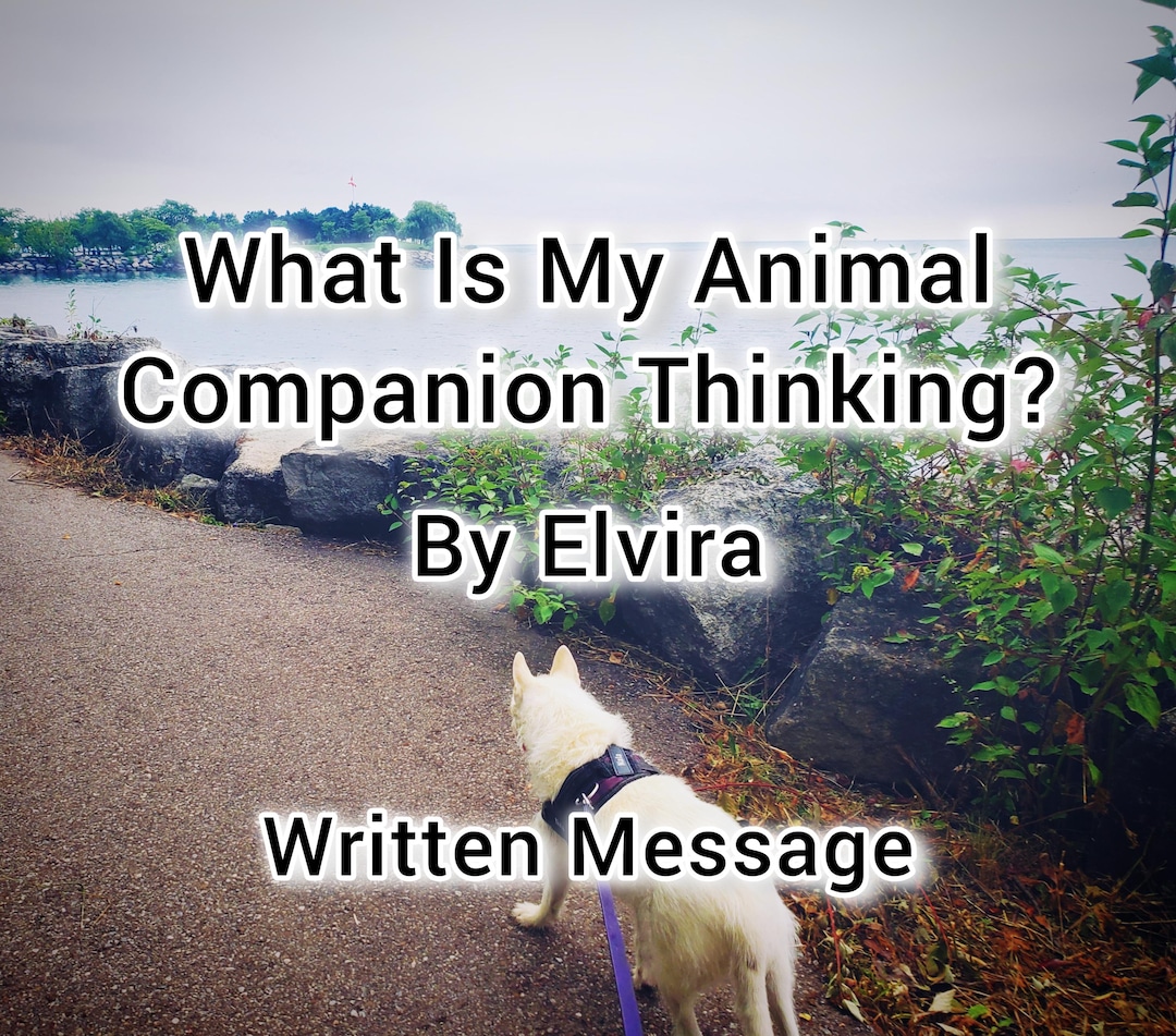 Animal Reading Intuitive Written Message | Living Animal | Pet ...