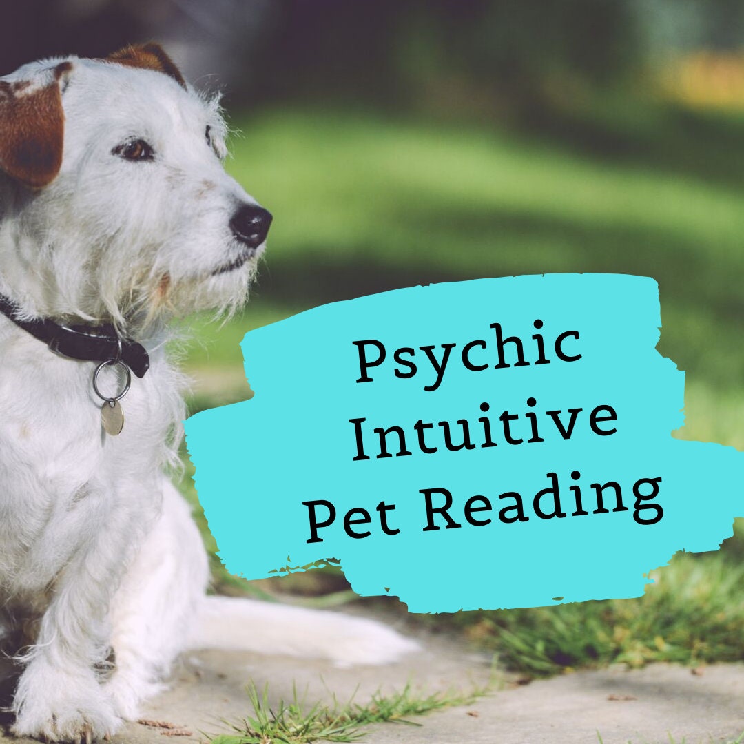 Intuitive Psychic PET READING | Understand Your Anxious or Misbehaving ...