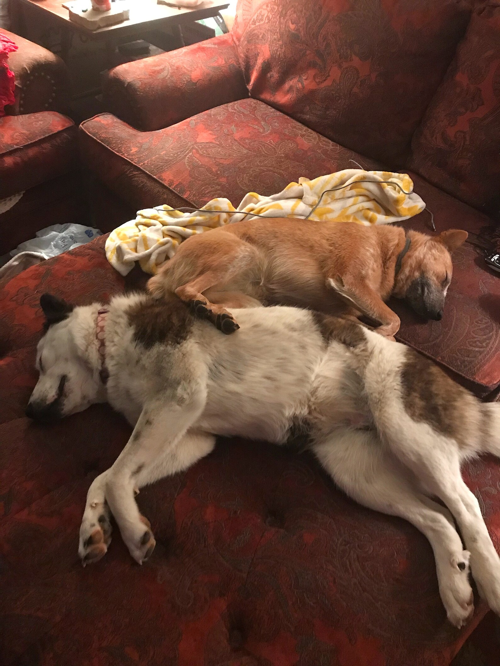 Intuitive Psychic PET READING Understand Your Anxious or - Etsy