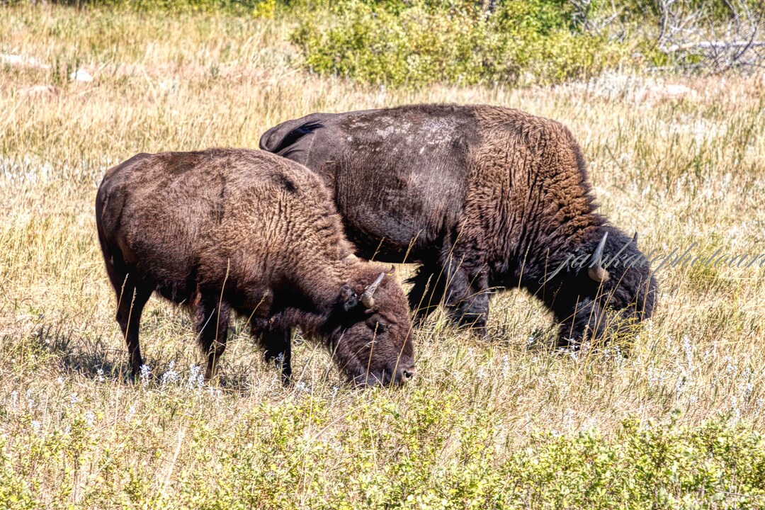 Bison, South Dakota, Custer State Park, Travel Photography, Canvas ...