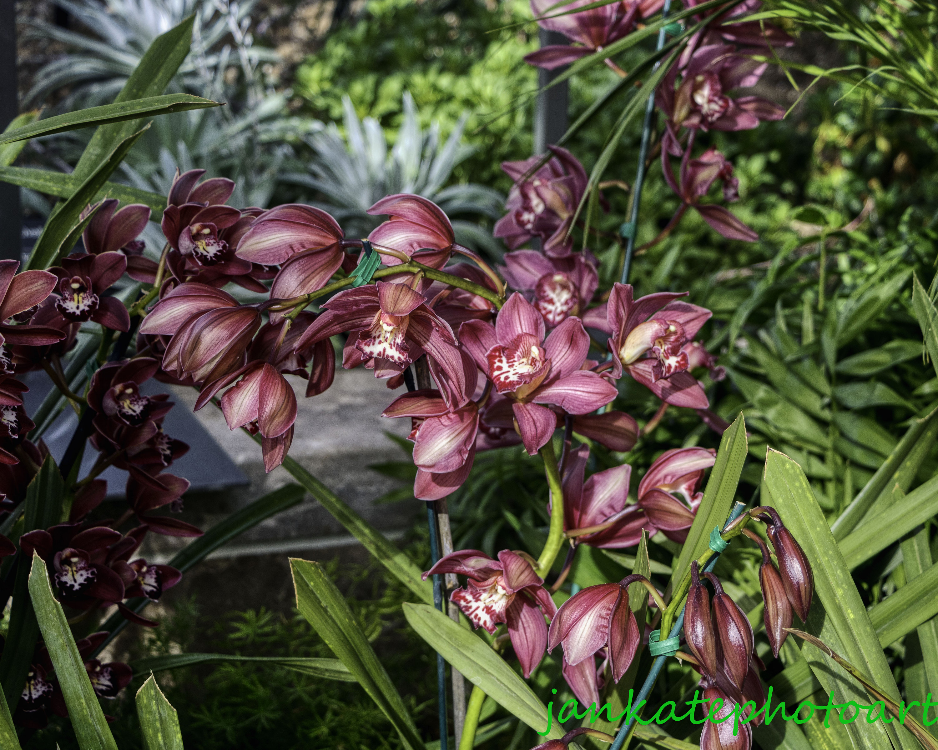 Beautiful Red Orchids
