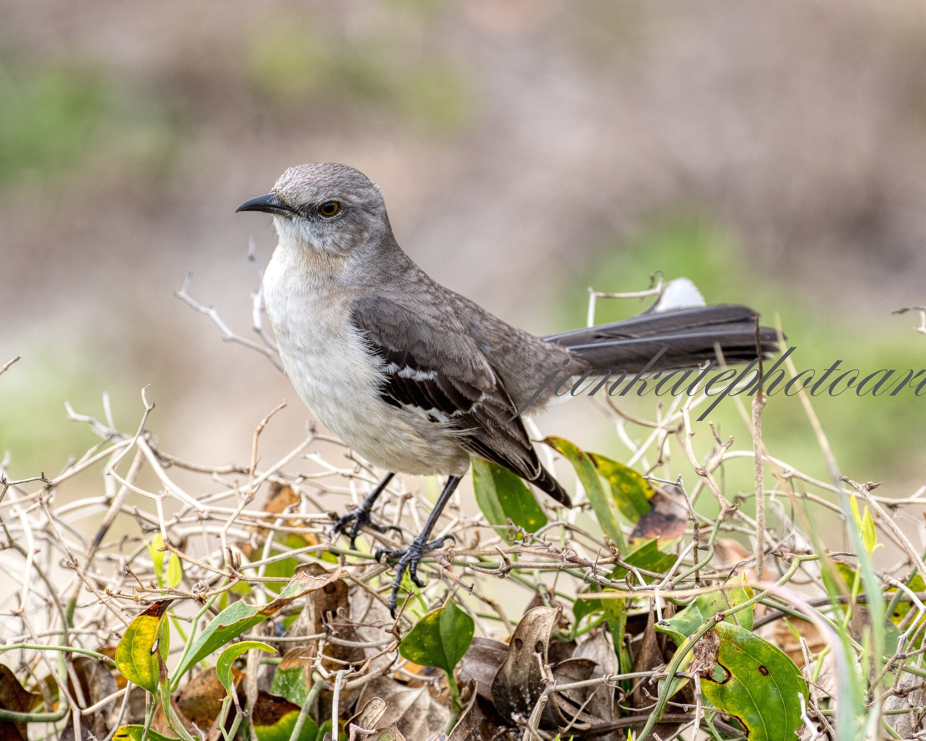 Mockingbird Print, Bird Photography, Wildlife Nature Art, Metal Print ...