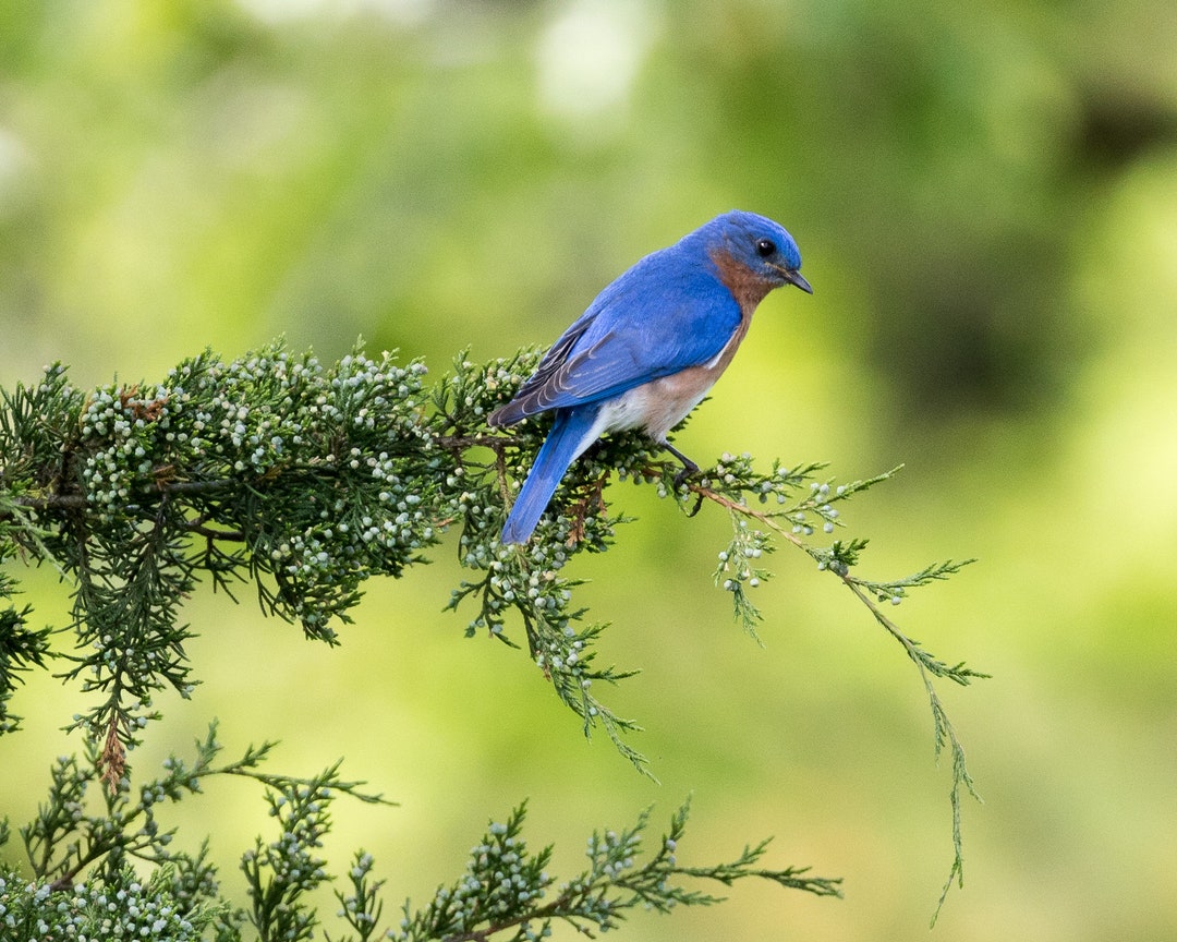 Eastern Bluebird, Missouri State Bird, Wildlife Photography, Metal ...