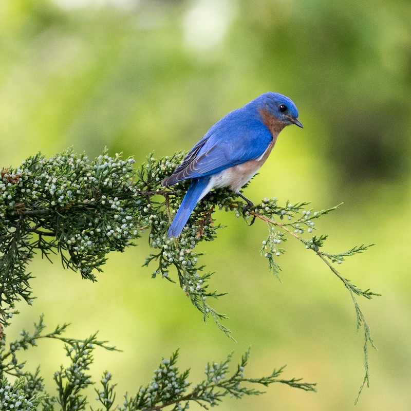 Missouri State Bird - Etsy