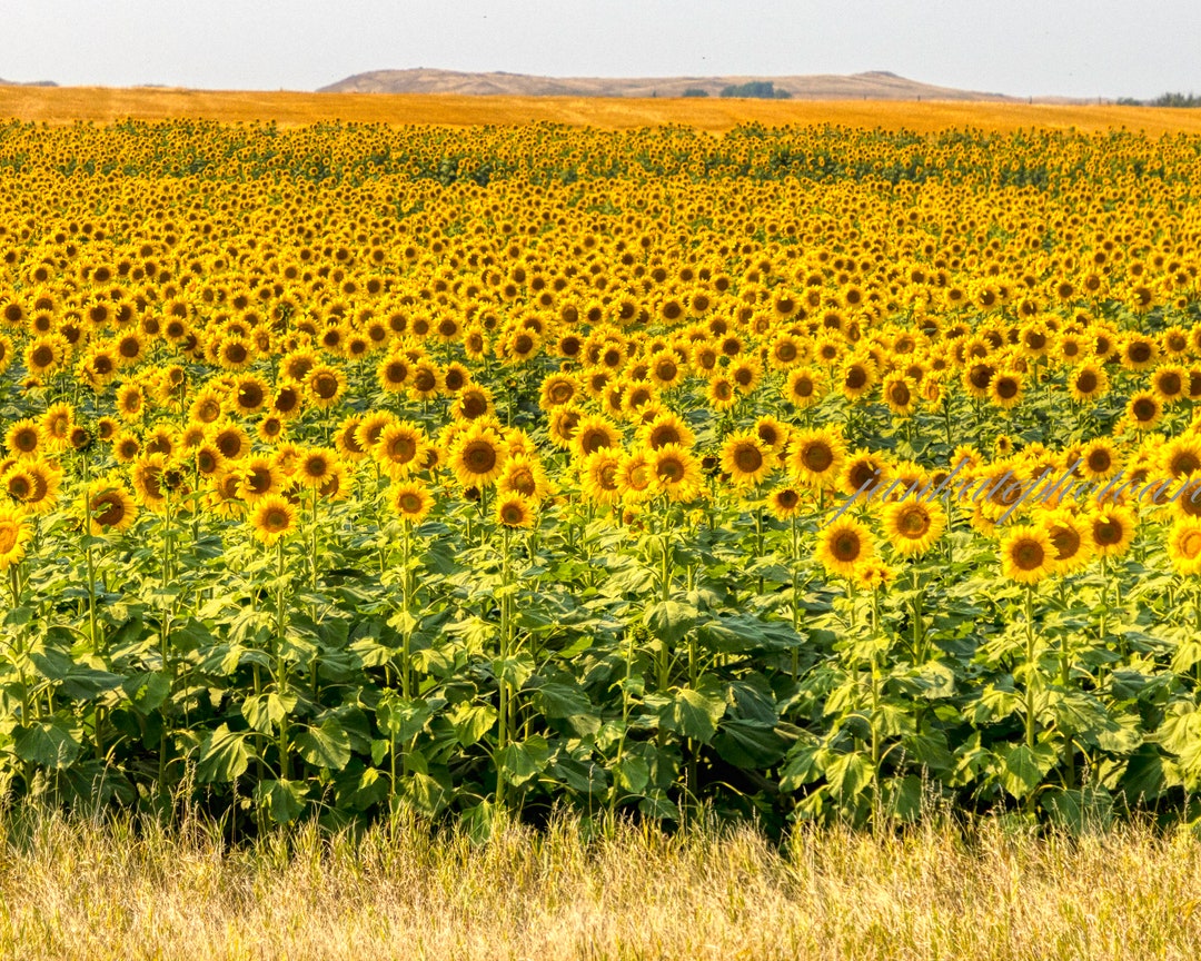 Wild Field of Sunflowers, Flower Photography, Fine Art Print, Yellow ...