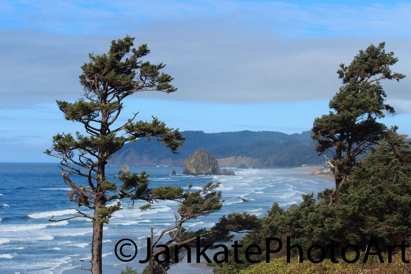 Pine Trees on the Oregon Coast, Metal, Art Print, Coastline Photography ...