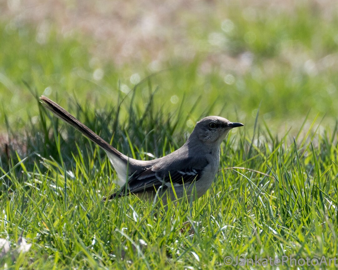 Mockingbird Print, Bird Photography, Wildlife Nature Art, Metal Print ...