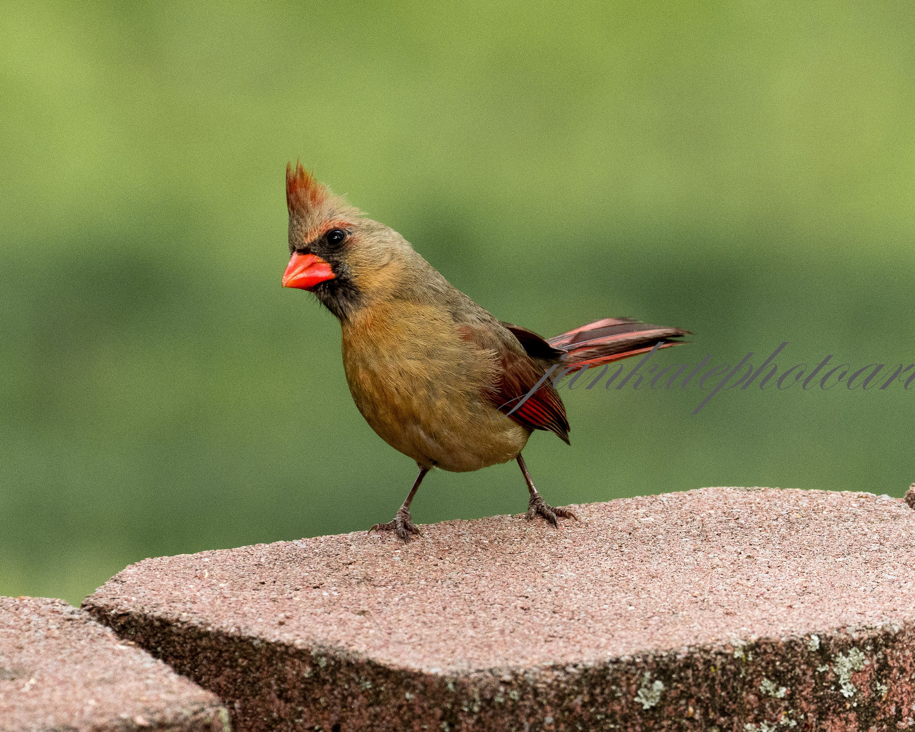 Female Cardinal, Funny Pose, Wildlife Photography, Art Photo Print ...