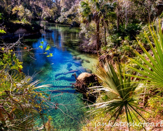Manatee in Blue Springs Florida Clear Spring Water Lake - Etsy