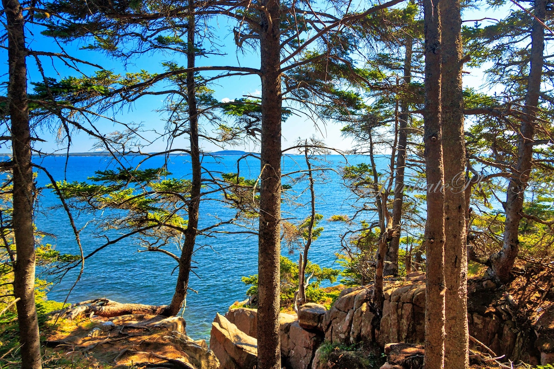 Pine Trees in Bar Harbor Maine,metal, Art Print Photo, Coastline Nature ...