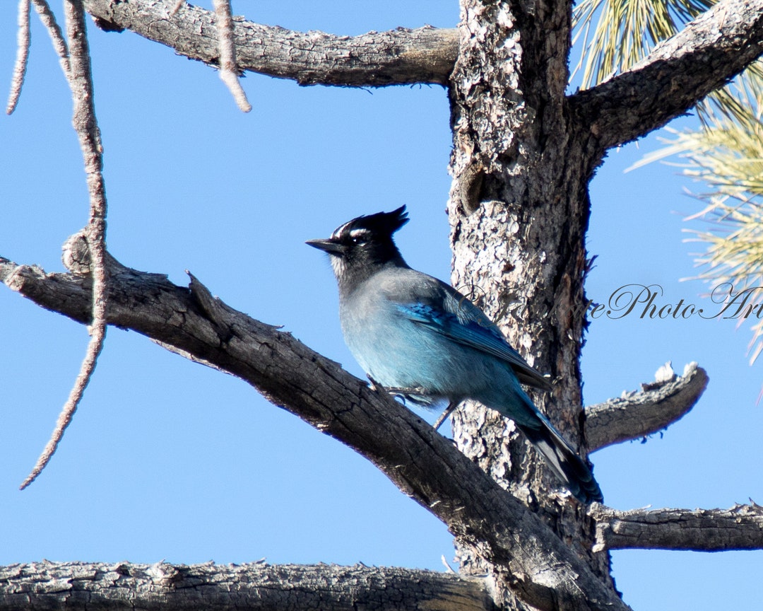 Steller's Jay Utah State Bird Photography Wildlife - Etsy