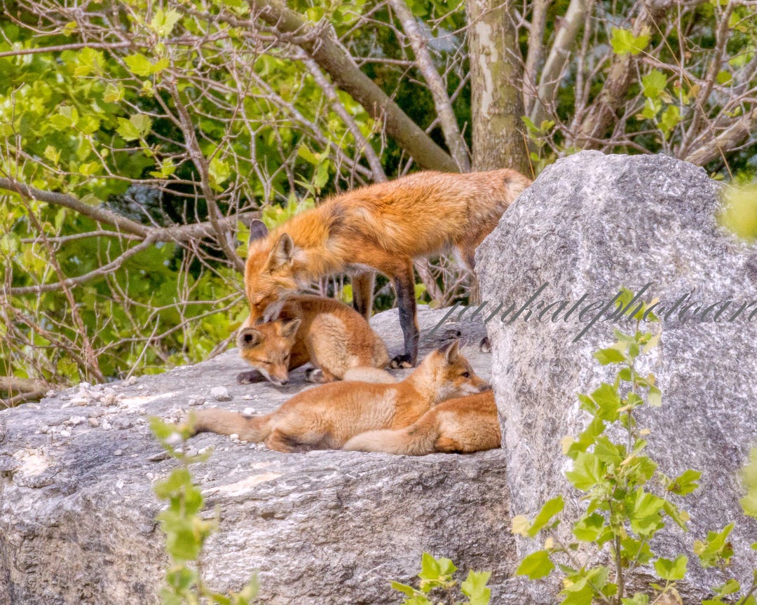 Red Fox With Kits, Wildlife Photography, Baby Fox Puppy, Nature Wall ...