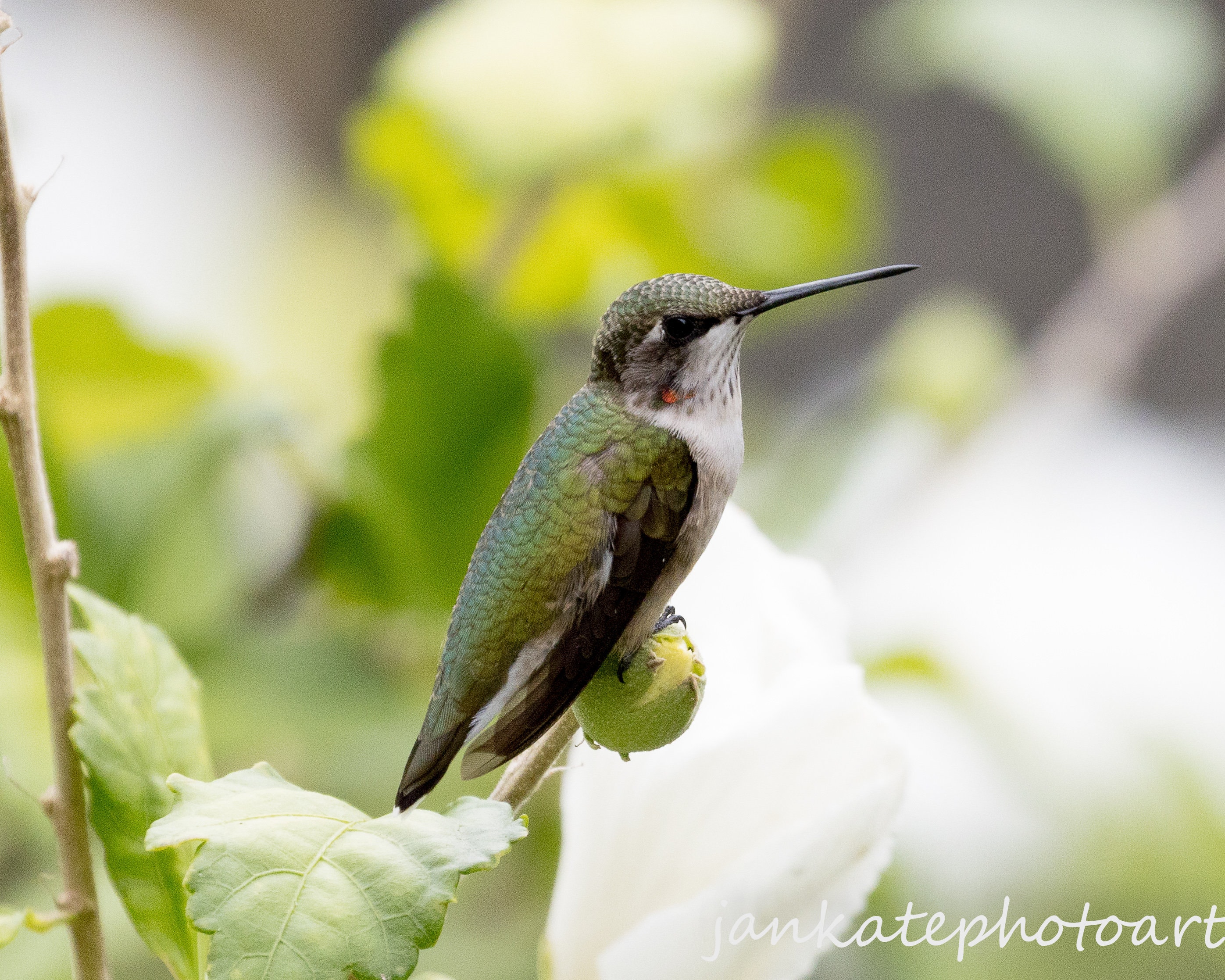 Beautiful White Hummingbirds