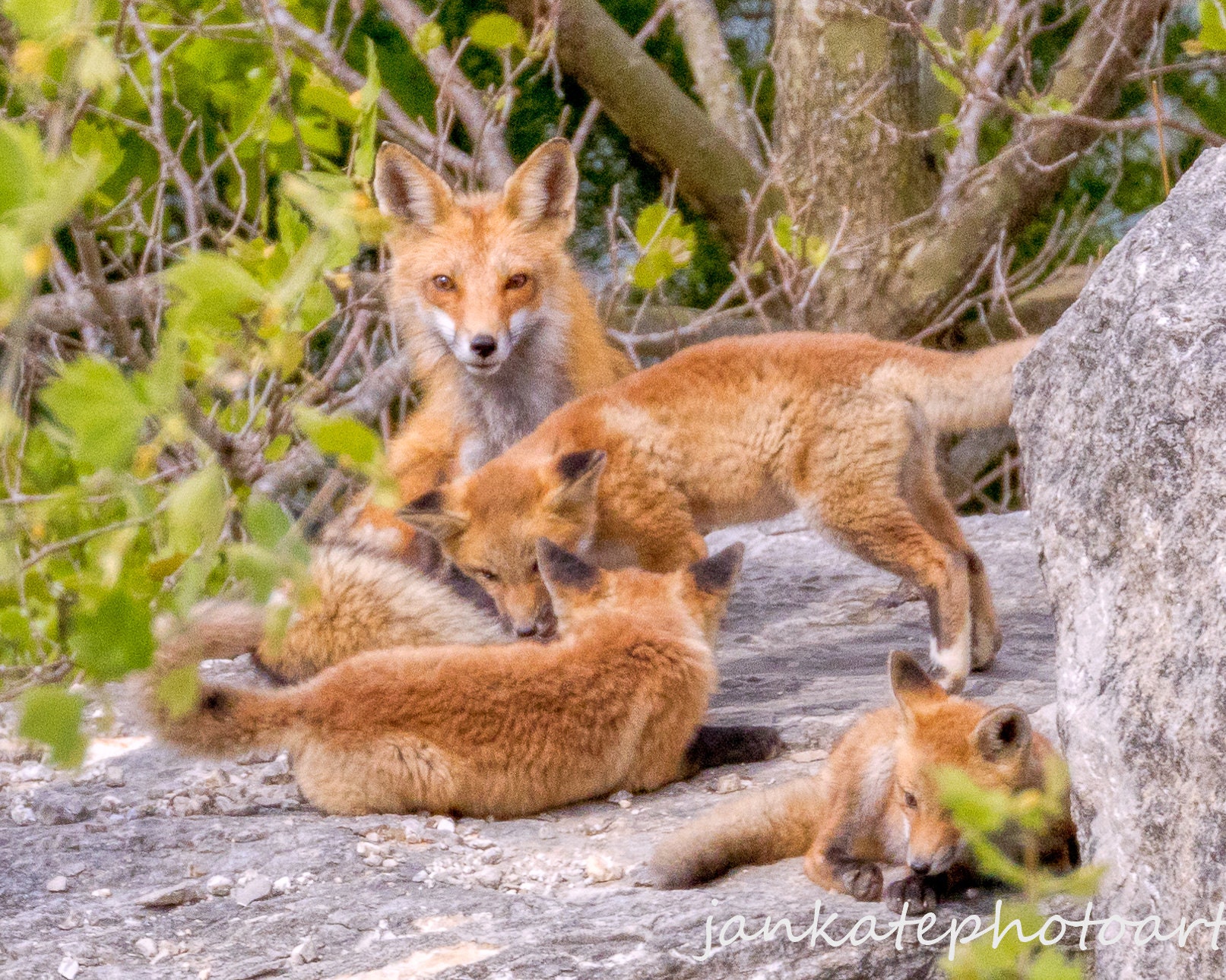 Newborn Red Fox Kits