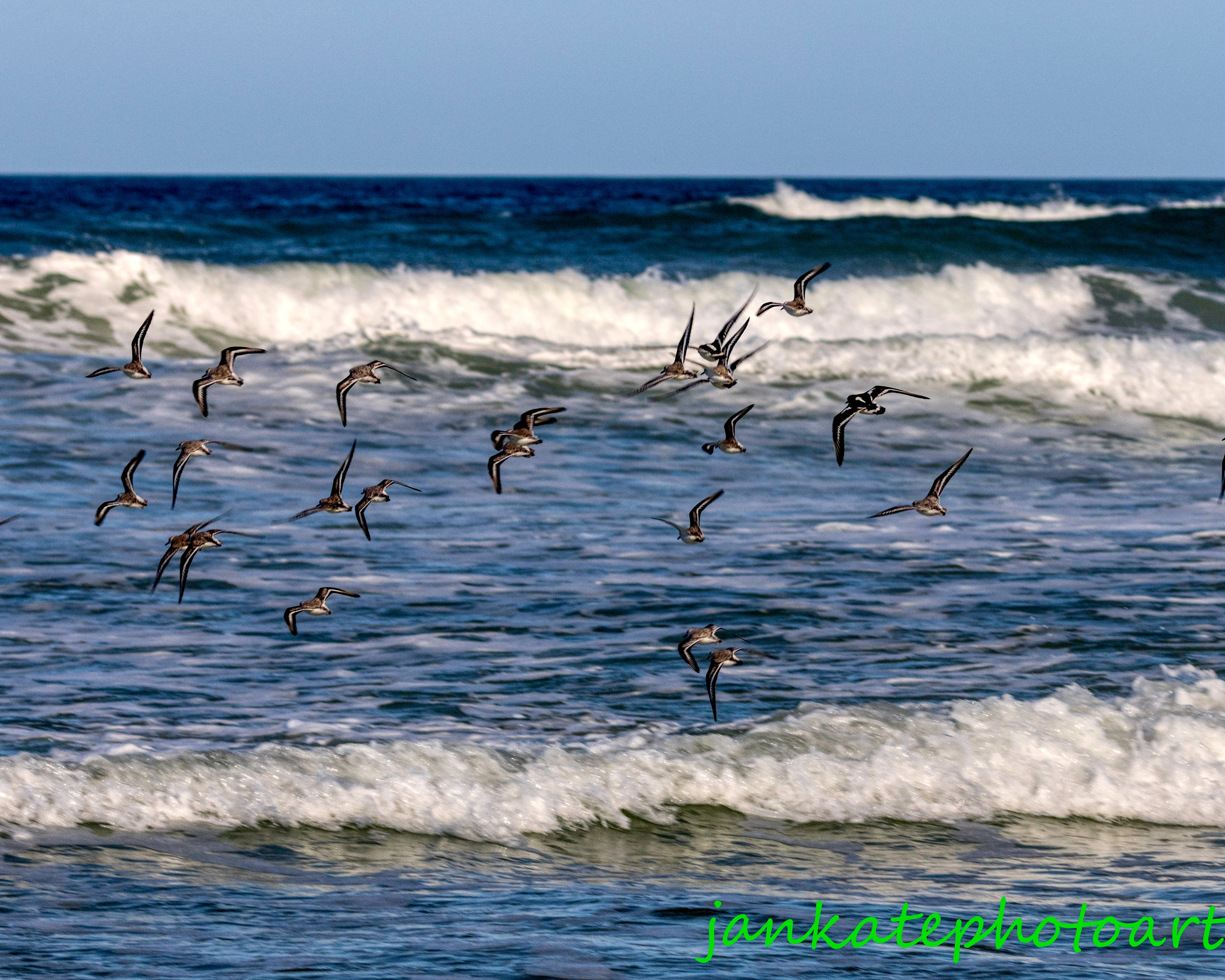 Multiple Birds Flying, Sunny Beach, Bird Photography, Fine Art Photo ...