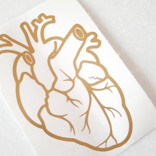 Anatomical Heart Decal Heart Decal Anatomy Stickers - Etsy