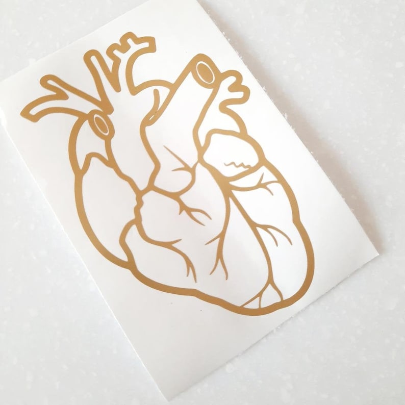 Anatomical Heart Decal Heart Decal Anatomy Stickers | Etsy