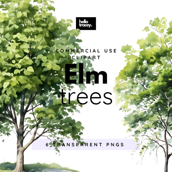 Elm Tree - Etsy
