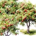 Apple Tree Clipart PNG, Tree Clip Art for Commercial Use, Transparent ...