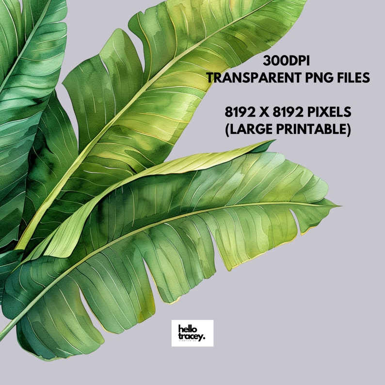 Banana Leaves Leaf LARGE PNG Clipart Pack, Clip Art for Commercial Use ...
