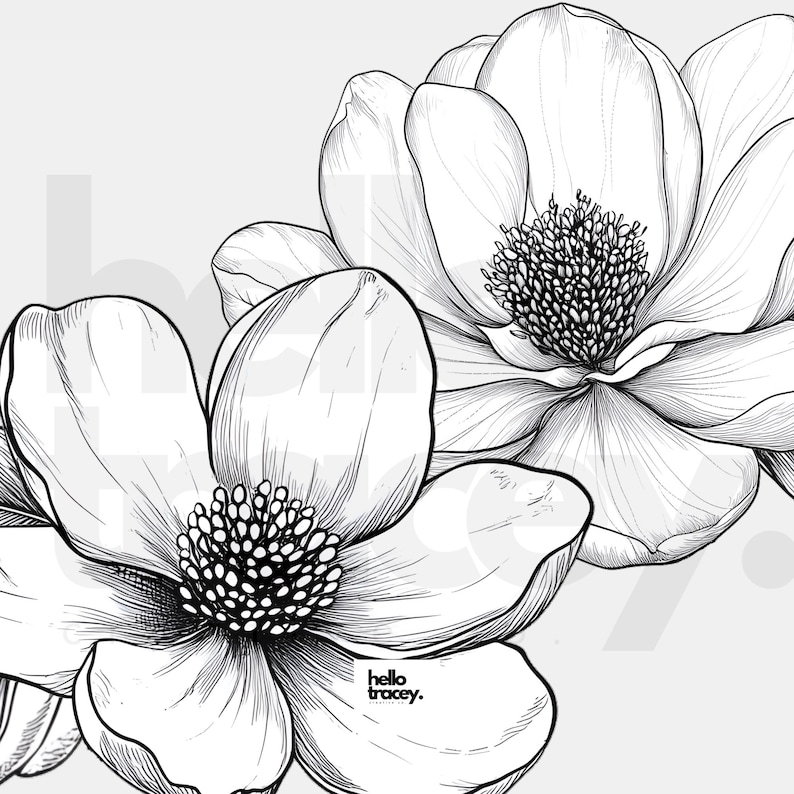 Single Magnolia Flower Outlines Clipart Pack, Magnolia Floral Clip Art ...