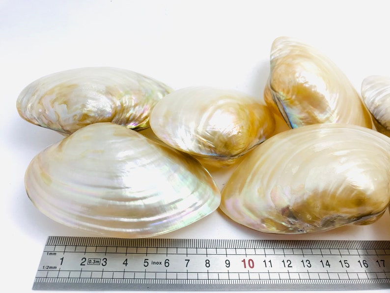 Coquillage nacré clam chinois moule blanche cabinet de | Etsy