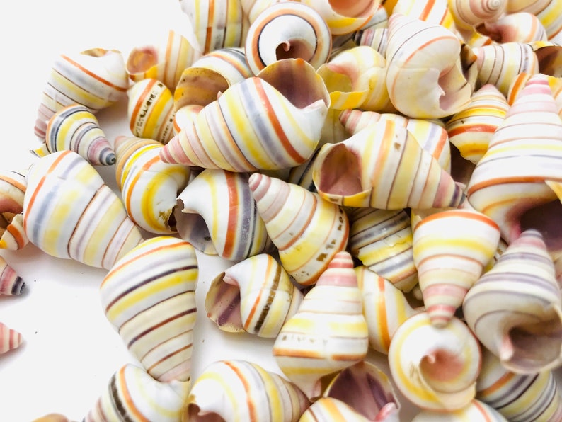 Coquillages Multicolores Liguus Virgineus Cabinet De Etsy France