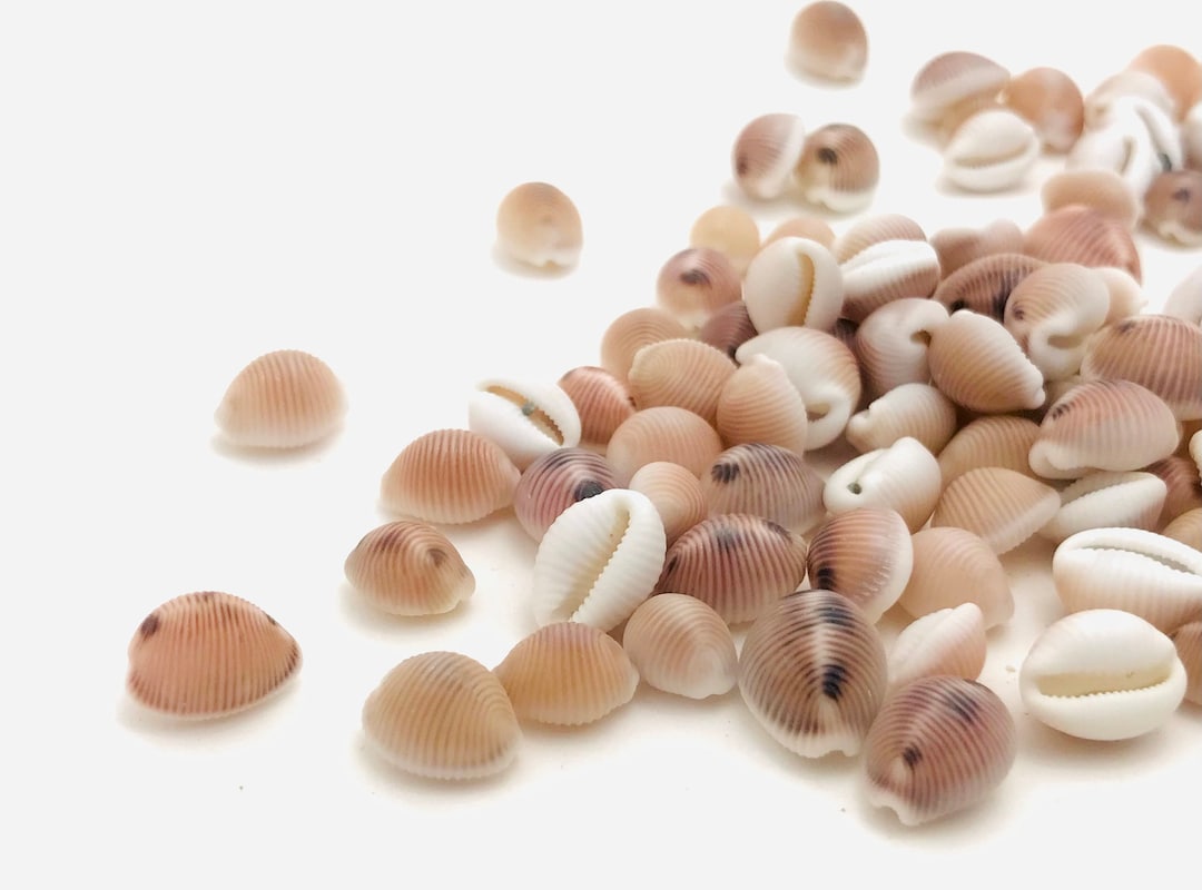 Petit coquillage, trivia monacha, trivia arctica, mini coquillage rose ...