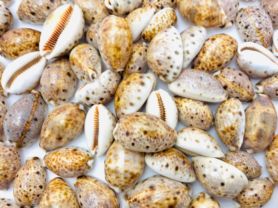 Shell 1 Kilo or 500 Gr - Cypraea Lynx - Natural Shells for Decoration ...