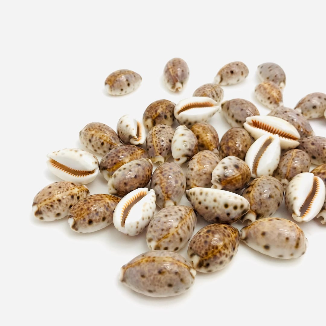 Small Shells, Cypraea Lynx, Cowrie, Cabinet of Curiosities, Cowrie ...