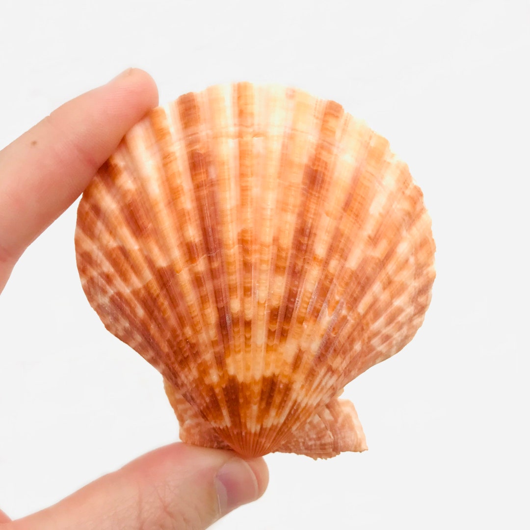 Pecten Nobilis, Shell, Whole Bivalve, Cabinet of Curiosities, Large ...