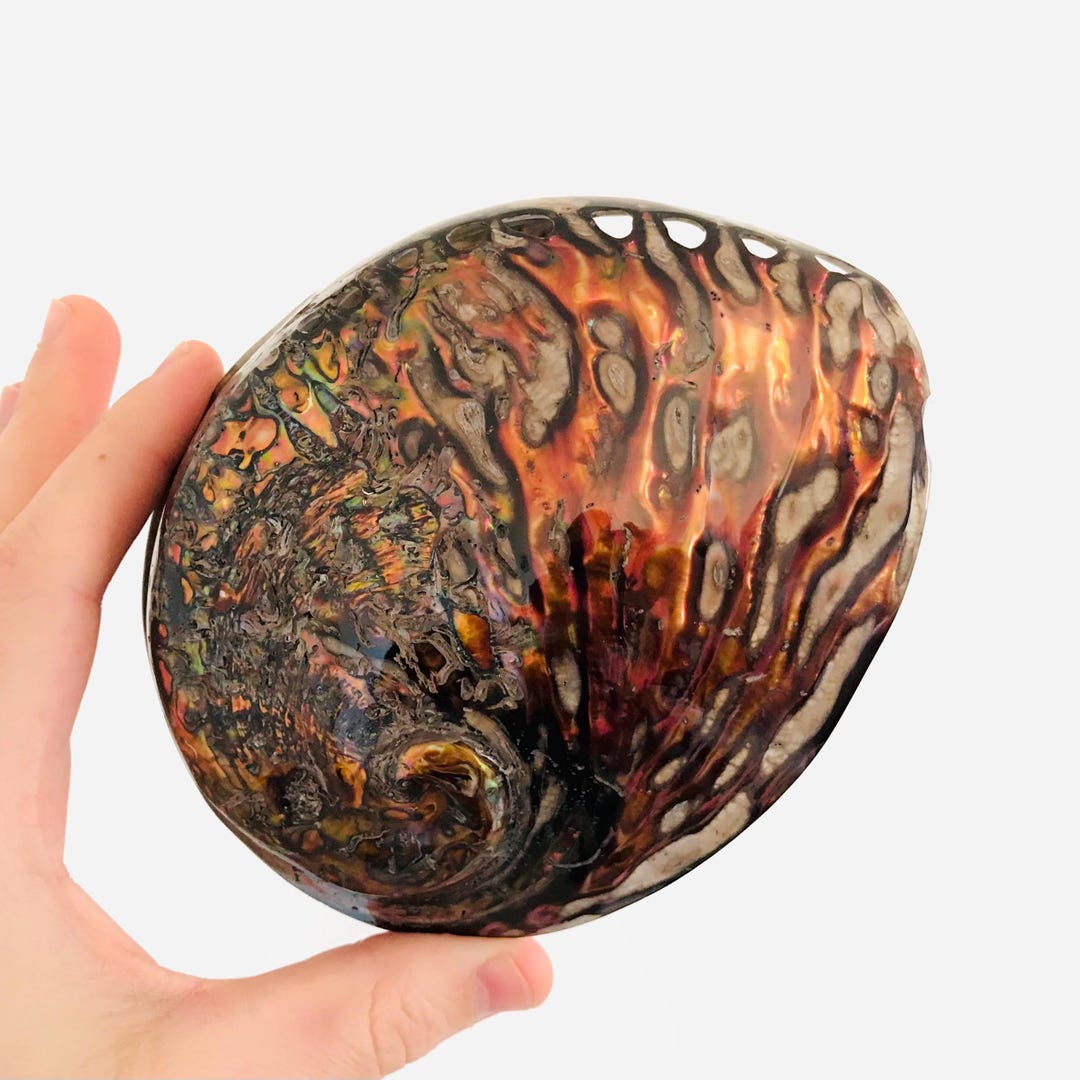 Large Pearly Abalone, Shell, Abalone, Cabinet of Curiosities, Pearly ...