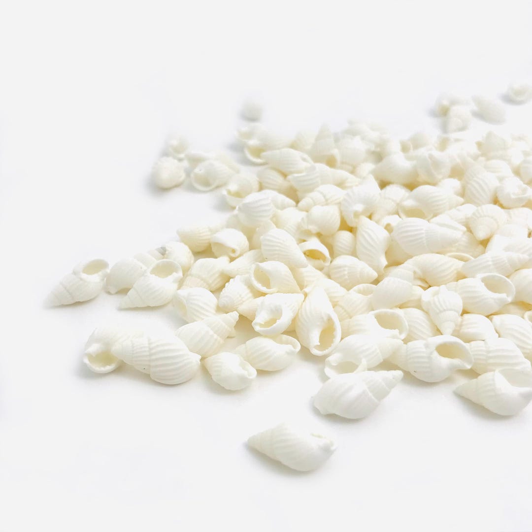 Small White Shell, Nassa Shell, Tiny Shell, Shell Jewelry Creation, Lot ...