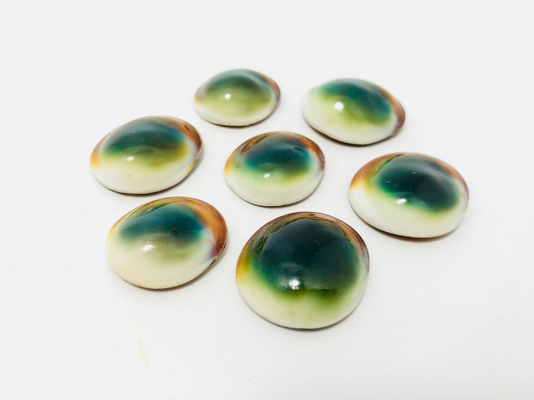 Green Shiva Eye, Curiosity Cabinet, Shell Cover, Shell Jewelry, Lucky ...