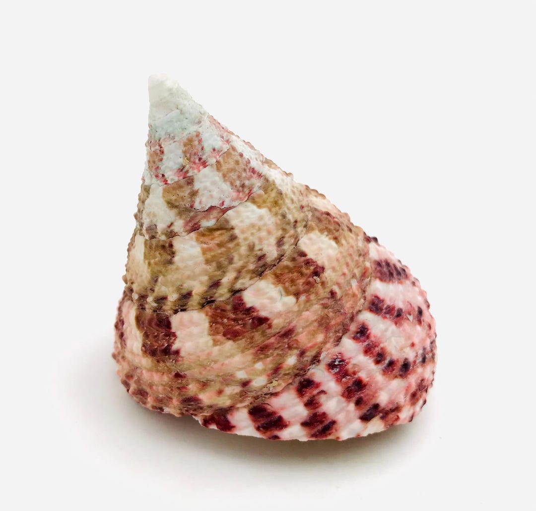 Shell - Tectus Conus With Operculum - Red Shell - Cabinet of ...