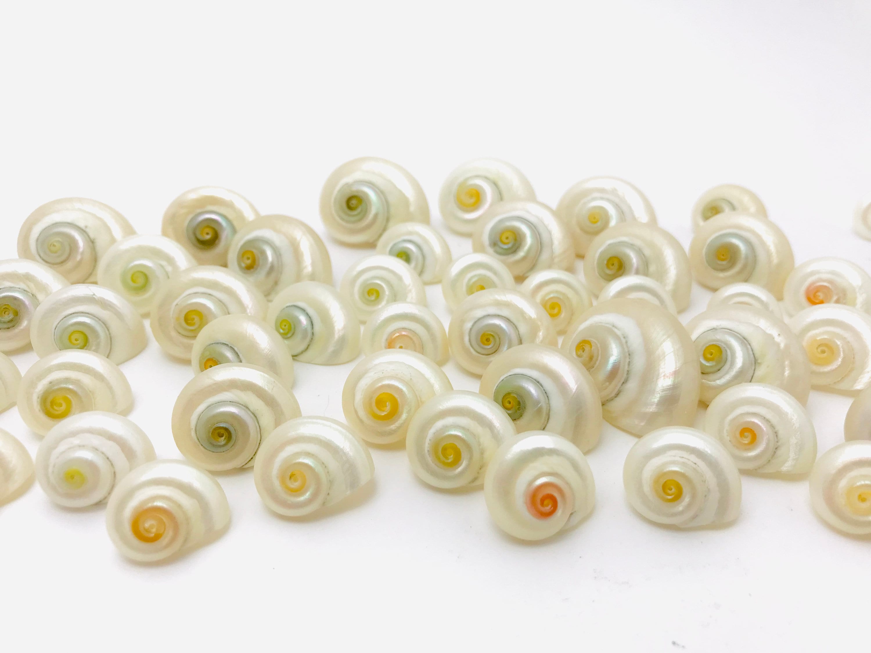 Pearly Shell Turbo Cinerius Small Shell Curiosity Cabinet - Etsy