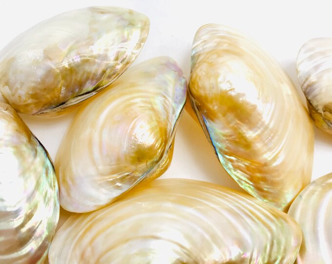 Coquillage nacré, clam chinois, moule blanche, cabinet de curiosité ...