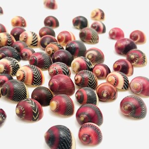 Vittina Waigiensis, Small Red Shell, Collection Shell, Curiosity ...