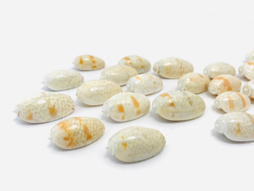 Oliva Bulbosa Tuberosa, Olive Shell, White Shell, Small Shell, Exotic ...