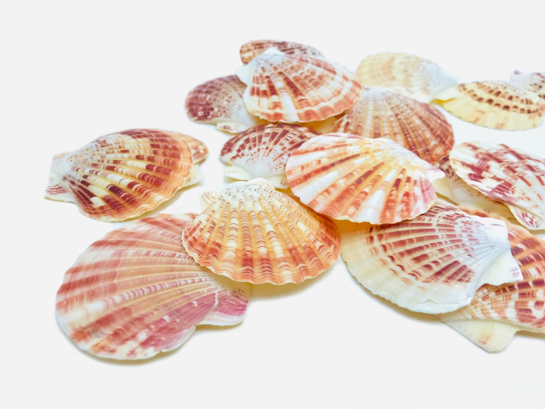 Pecten Macarensis, Red Yellow Shell, Cabinet of Curiosities, Colored ...