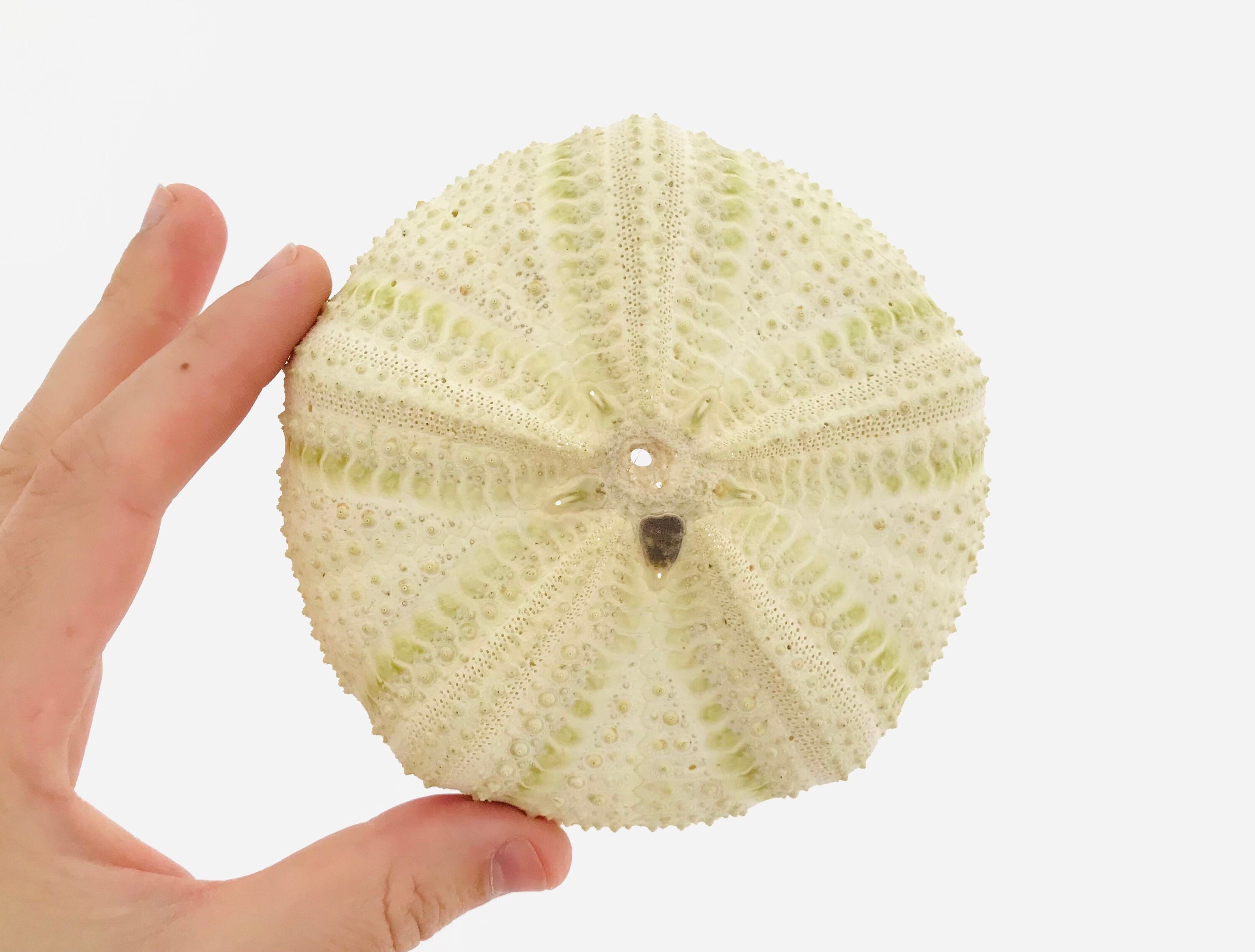 White Sea Urchin Shell