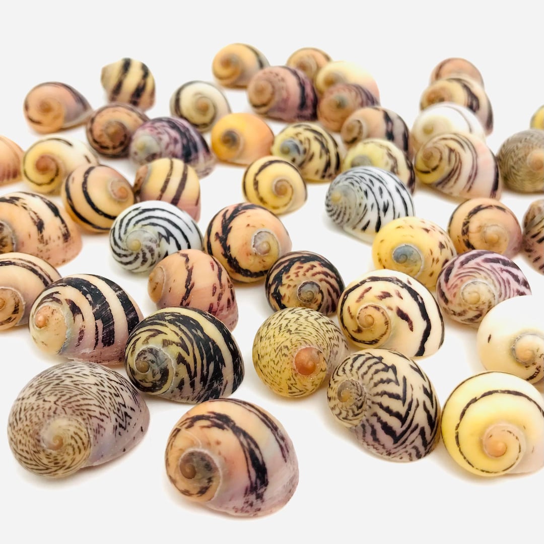 Nerita Dubia, Small Yellow Shells, Cabinet of Curiosities, Shell ...