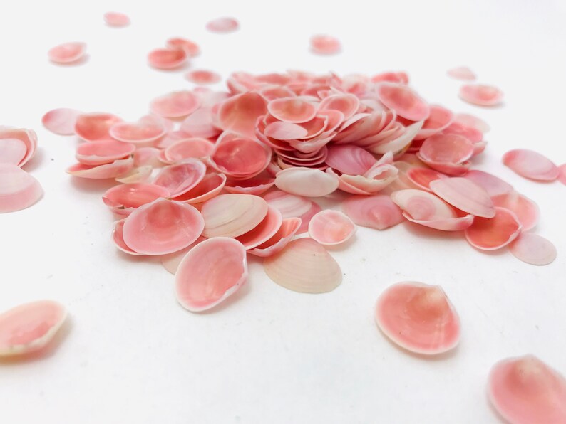 Pink shell 10g pink telline tiny shell mini pink shell | Etsy