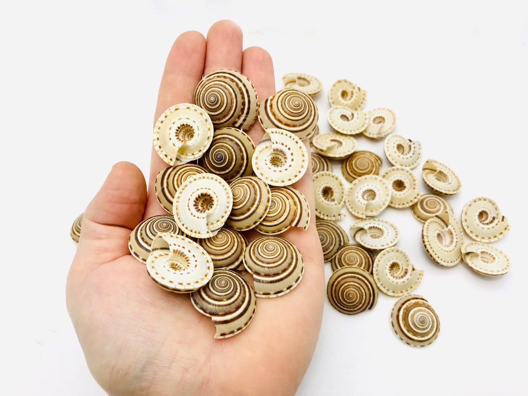 Architectonica Perspectiva Shell - Cabinet of Curiosity - Small Natural ...