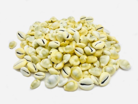 Cowries Cypraea Moneta Shell Porcelain Bracelet Shell - Etsy