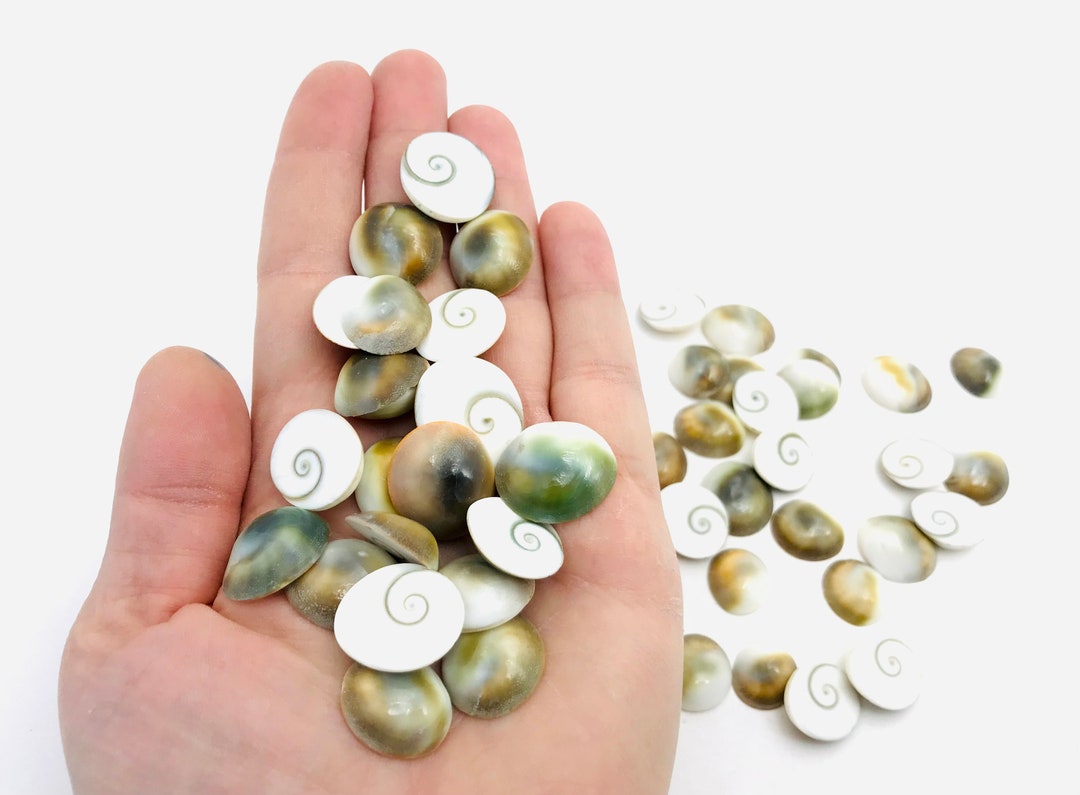 Eye of Shiva, Shell Cover, Shell Cabochon, Cabinet of Curiosities ...