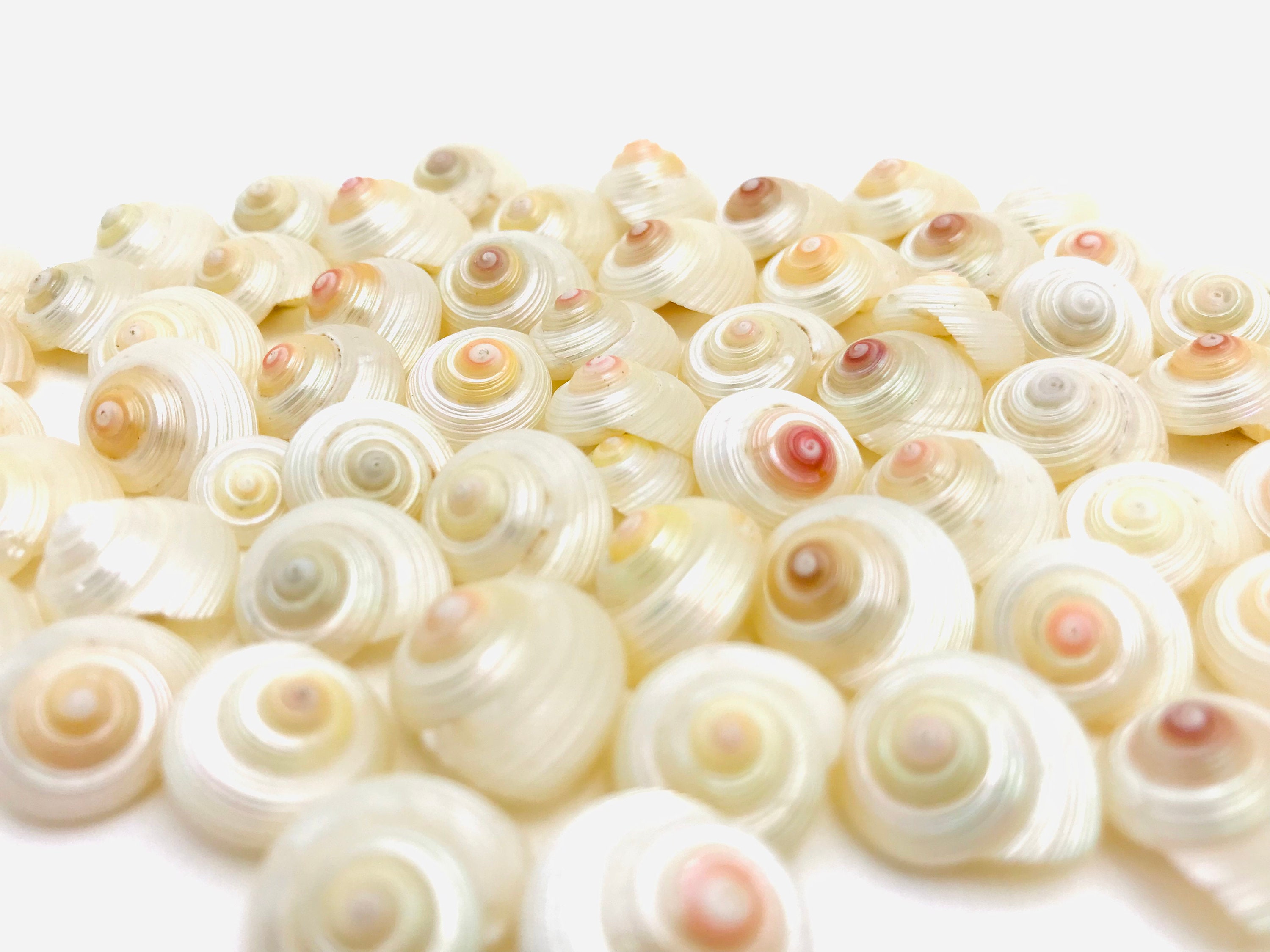 Small Pearly Shell Monilea White Shell Mini Shell Shell - Etsy