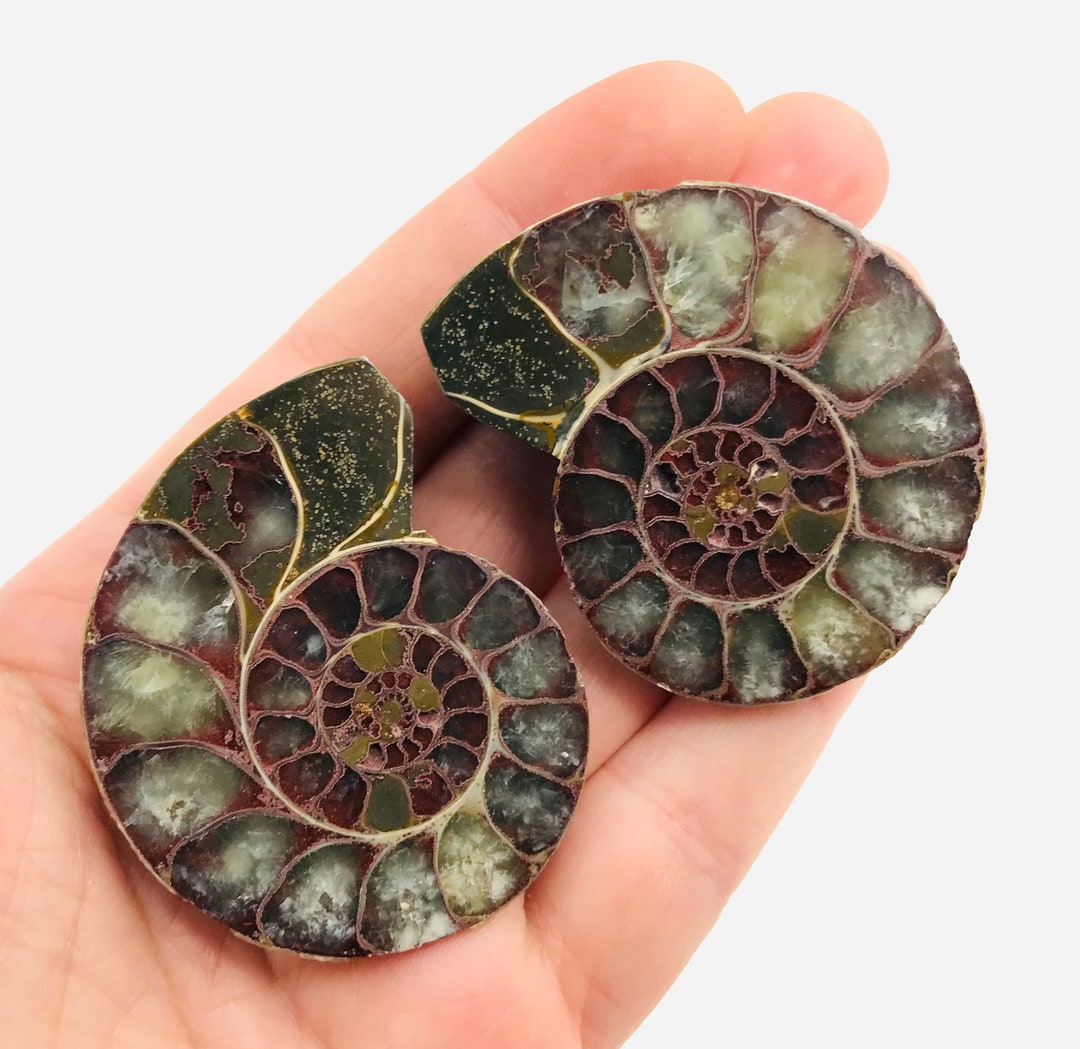 Ammonite, Fossil Ammonite, Small Ammonite, Ammonite Pair, Iridescent ...